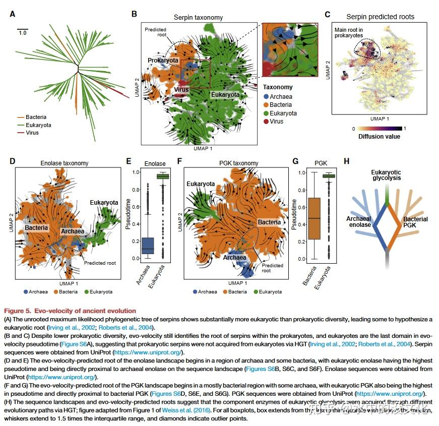 蛋白质语言模型能够预测不同蛋白质的Evolutionary Dynamics - 知乎