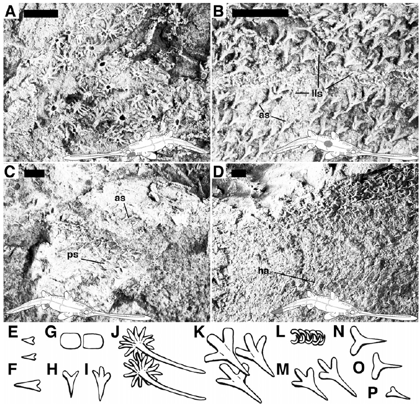【地球演义】鲛腾记3：齿 - 知乎