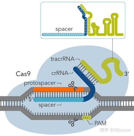 sgRNA实现细胞KO从引物设计到阳性细胞筛选-保证实用 - 知乎