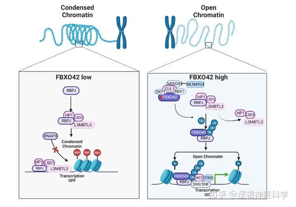 Sci Adv︱西湖大学李旭团队揭示Notch通路信号整合传递及转录复合物活性调节的分子机制 - 知乎