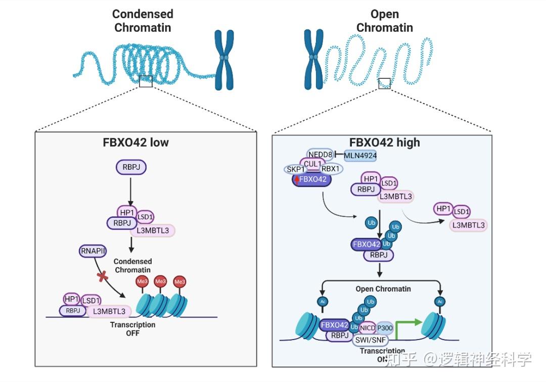 Sci Adv︱西湖大学李旭团队揭示Notch通路信号整合传递及转录复合物活性调节的分子机制 - 知乎