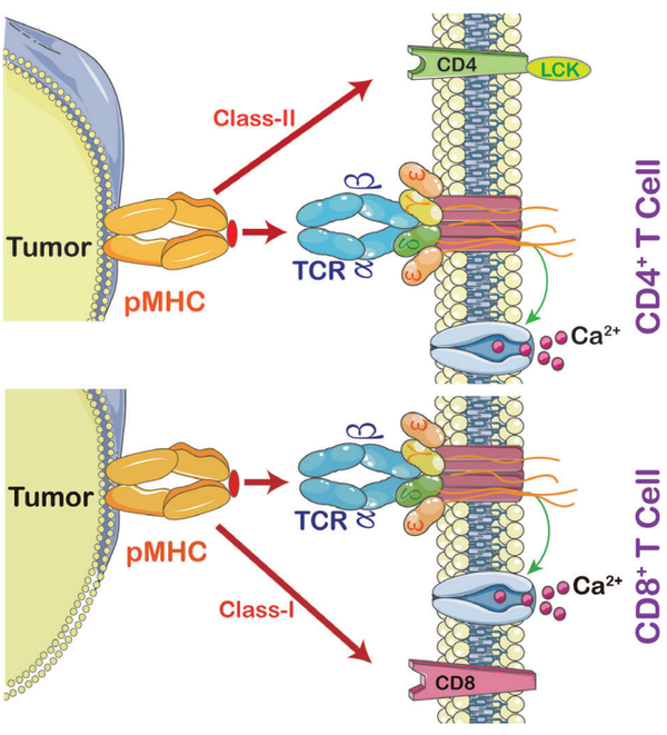 工程化TCR-T细胞免疫疗法在抗癌精准医学中的利弊 - 知乎