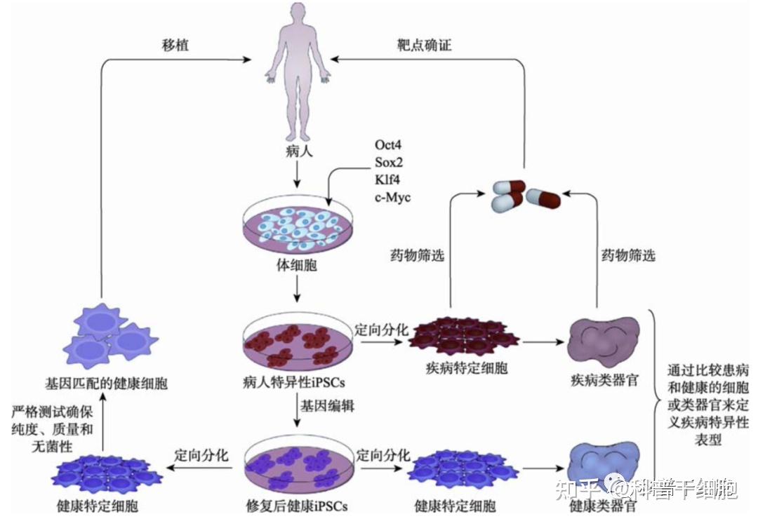 iPSCs的应用以及挑战 - 知乎