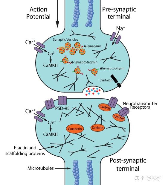 活性α突触蛋白和Tau蛋白：快速构建神经疾病动物模型 - 知乎
