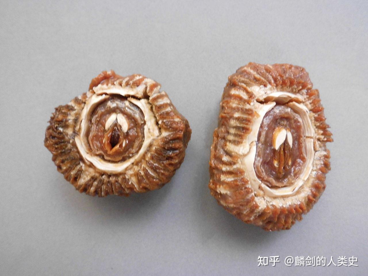 【动物界全系列】围胸下纲—藤壶目（下） - 知乎