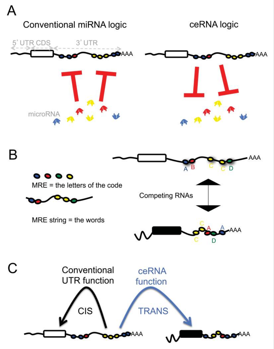 ceRNA机制研究常见套路 - 知乎