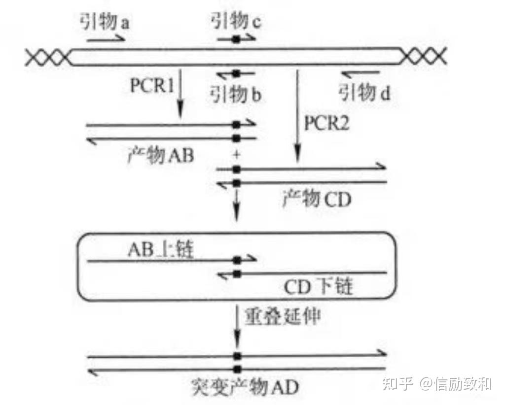 知识分享 | 学会几种PCR，走遍天下都不怕！ - 知乎