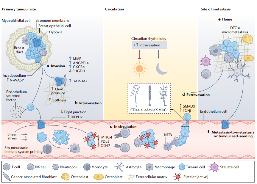 重磅文章丨Nature Reviews：循环肿瘤细胞CTC领域概述 - 知乎