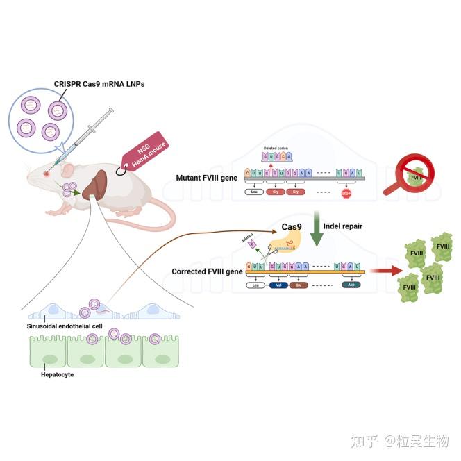CRISPR-Cas9 mRNA LNP技术：A型血友病治疗的新希望 - 知乎