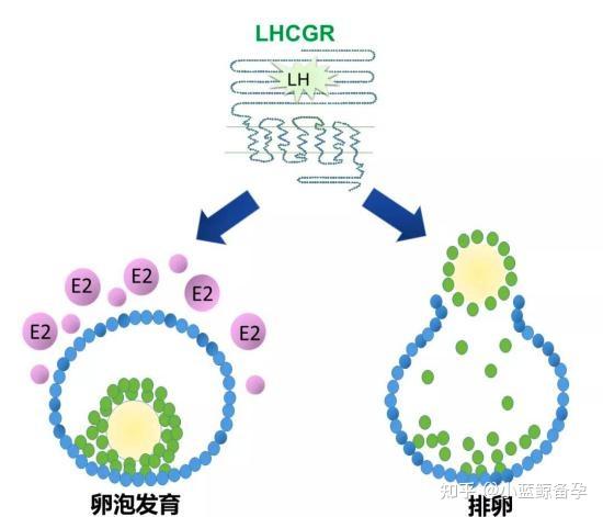 性激素六项检查解读：什么时间查？如何判断异常？ - 知乎
