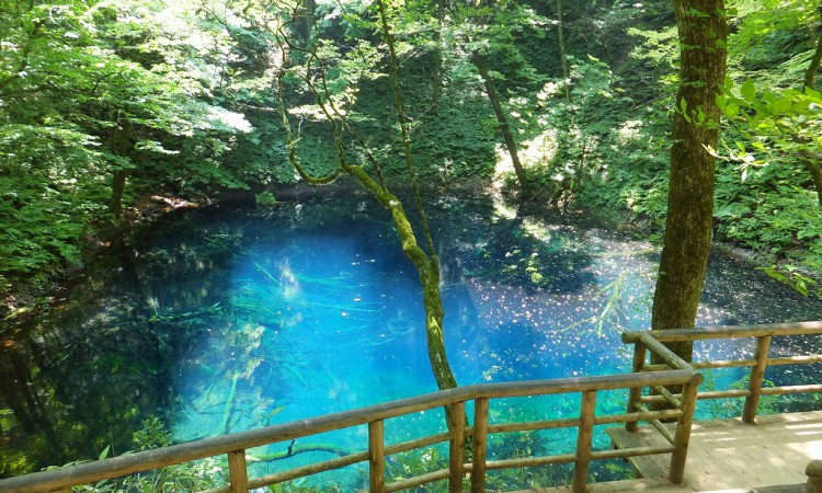 毛榉森林--白神山地 - 知乎