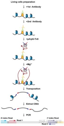 技术指南 | CUT&Tag技术大放送，Q&A助力了解详情 - 知乎