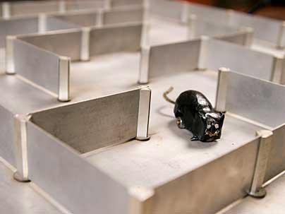 从香农的老鼠到大数据 - 知乎