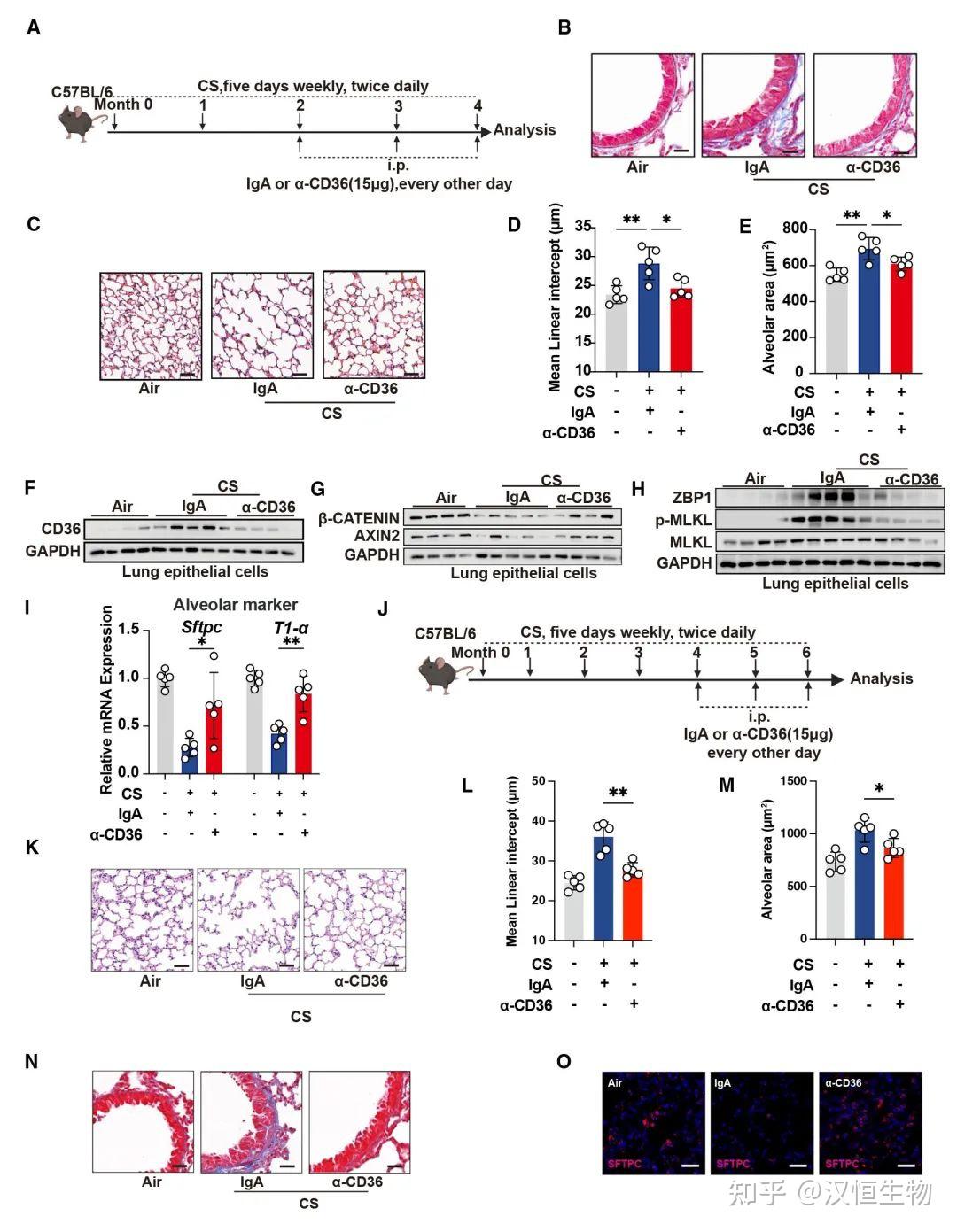 Cell Rep Med | 河南中医药联合武大研究团队发现潜在靶点：CD36 - 知乎