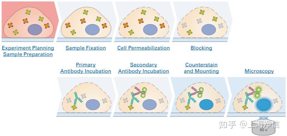ibidi应用指南|免疫荧光实验 - 知乎