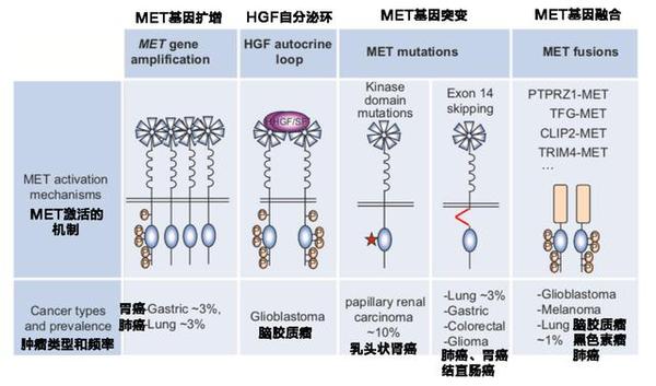 系统总结：MET基因的突变、检测、药物和耐药 - 知乎