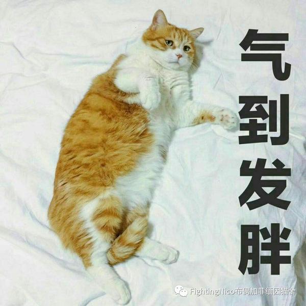 猫咪露肚皮勾引我，我上手摸反而被打是为什么？ 知乎