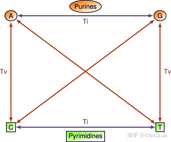 Ti/Tv ratio (Ts/Tv ratio) 的参考值与意义 - 知乎