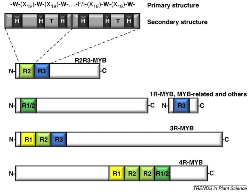 浅谈MYB转录因子家族的那些事~ - 知乎