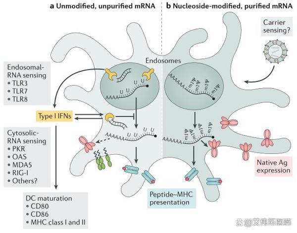 mRNA 疫苗技术路线关键考虑因素及解决方案 - 知乎