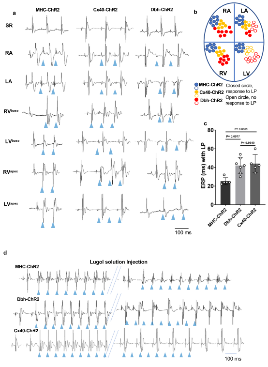 Nat. Commun. | Stereo-seq助力绘制不同发育阶段小鼠心脏的单细胞时空图谱 - 知乎