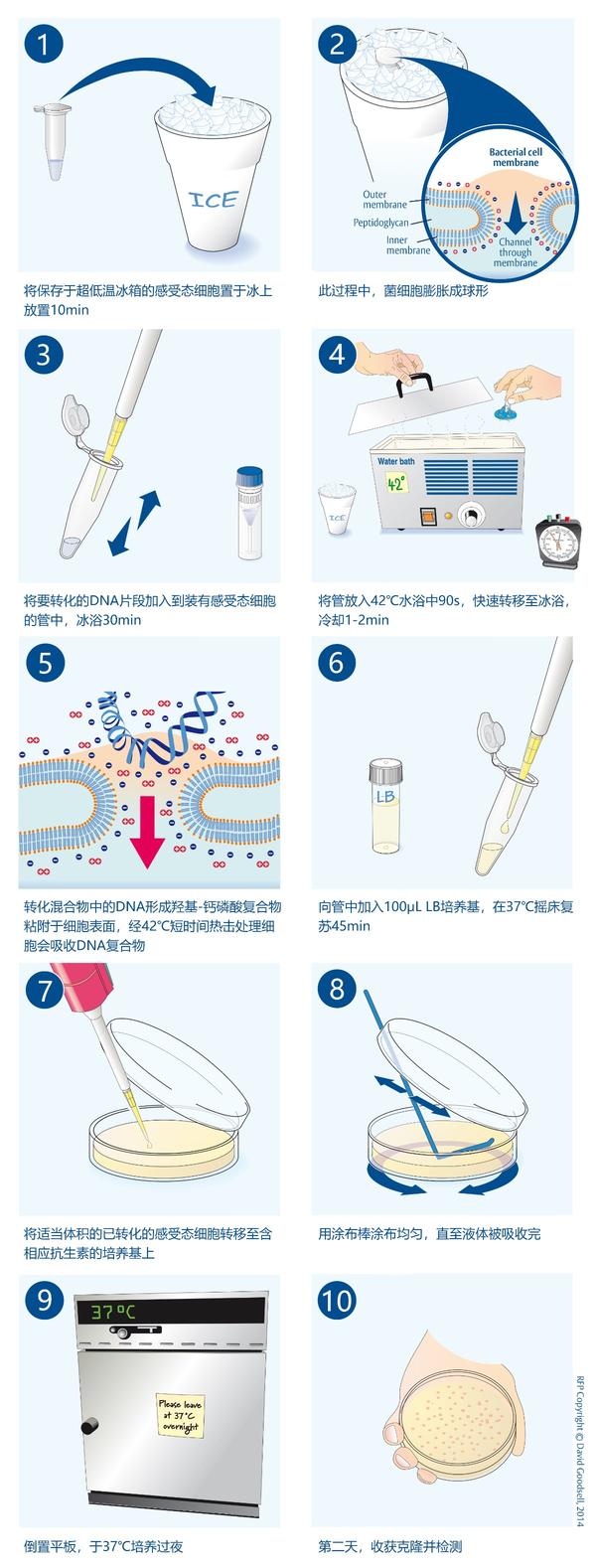 十年超长（>40kb）重组DNA技术经验，尽在此篇！ - 知乎