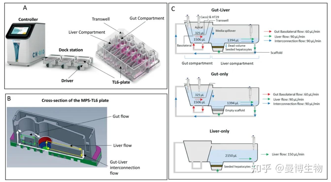 评估Caco-2在药物开发ADME金标准的地位：其局限性是否合理？_曼博生物 - 知乎