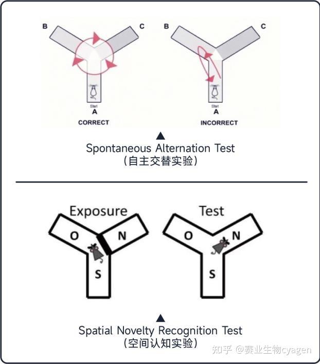 【神经行为学课堂】研究学习记忆功能，Y迷宫大揭秘 - 知乎