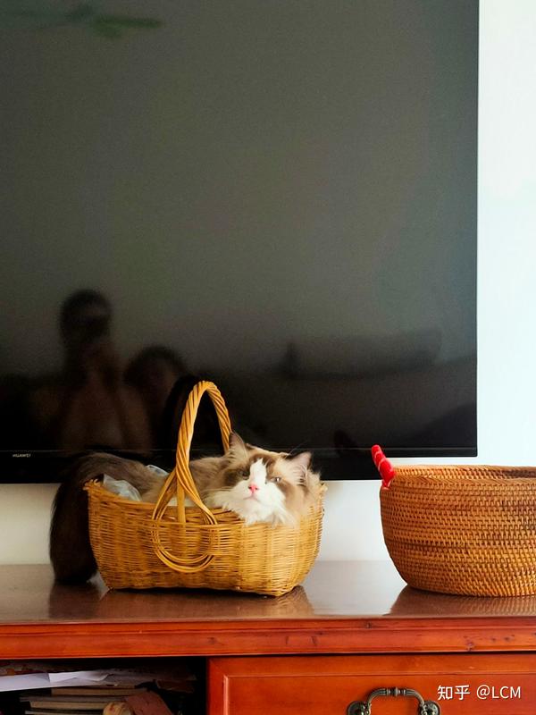 猫咪乱尿还能要吗? 知乎