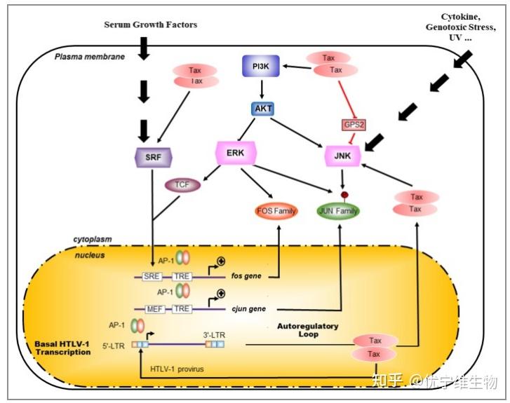 【小优细节君】c-Fos的WB怎么做？ - 知乎
