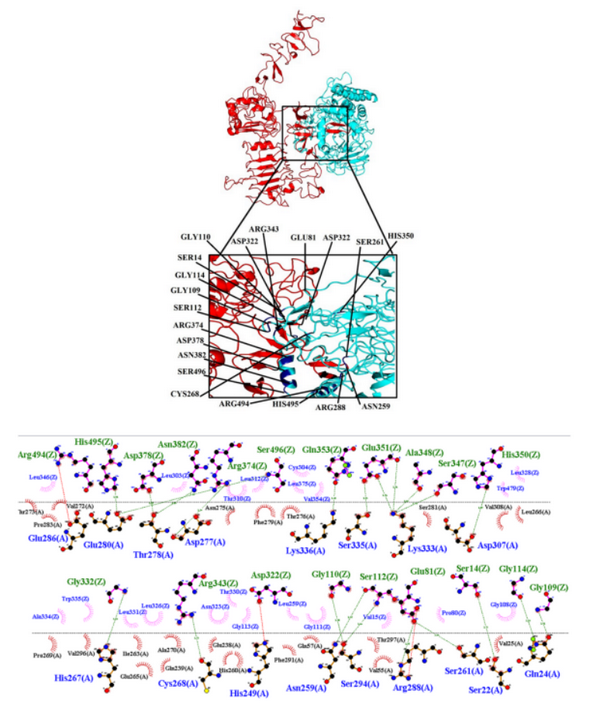案例分享丨基于HER2特异性scFv和DFF40毒素设计抗乳腺癌人源化免疫毒素的计算机研究 - 知乎