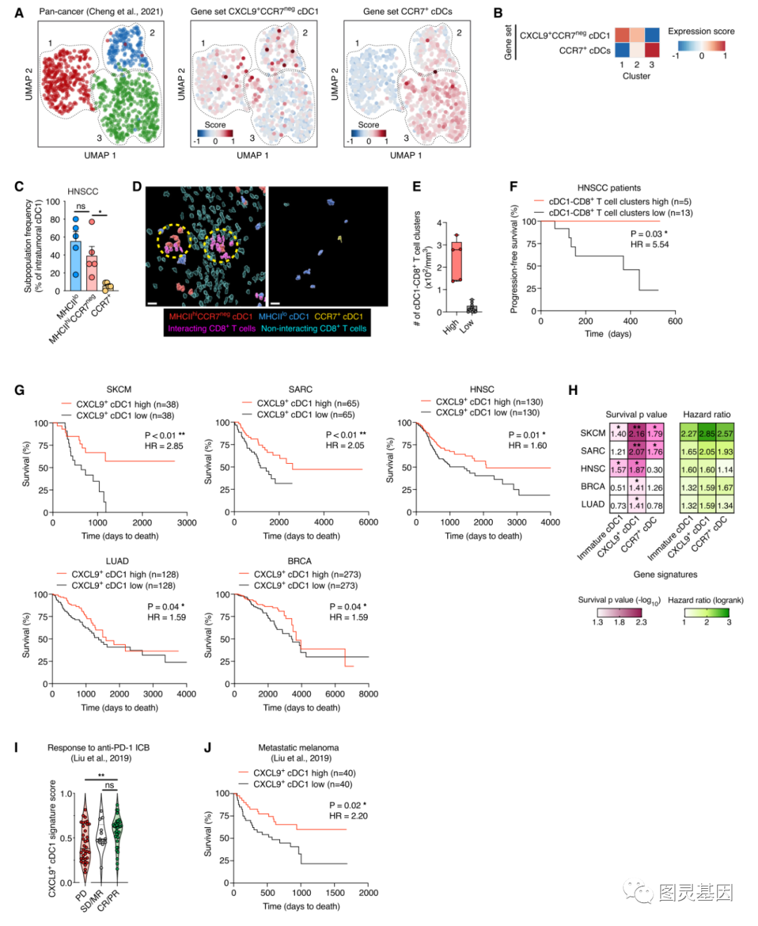 Cancer Cell | AI深度学习研究发现树突状细胞亚群增强CD8+T细胞反应,实现抗肿瘤免疫 - 知乎