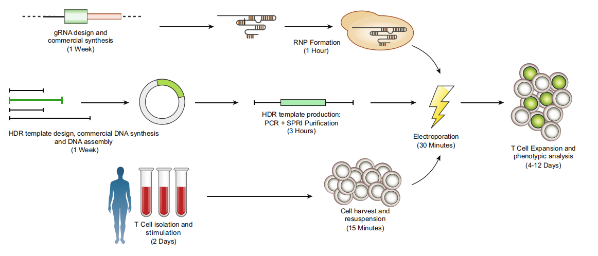 Lonza 4d-Nucleofector X小体积转染应用分享！ - 知乎