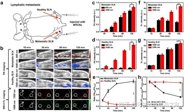 福州大学杨黄浩/林立森团队AFM：微环境可控型催化纳米探针用于NIR-II荧光/光声比率成像检测肿瘤中过氧化氢 - 知乎