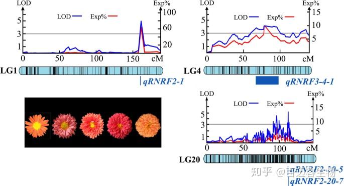 群体研究—BSA、遗传图谱应用案例：菊花高密度遗传图谱的构建和花型相关位点的鉴定 - 知乎