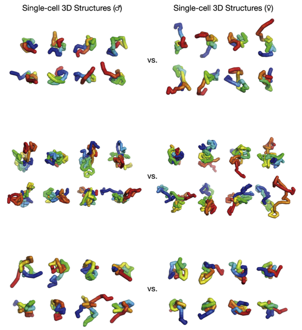 破解人类“基因组三维结构”百年科学难题，斯坦福学者开发生物医学新工具，助力精准医疗 - 知乎