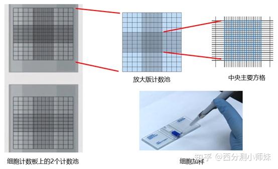 超详细细胞计数步骤 - 知乎