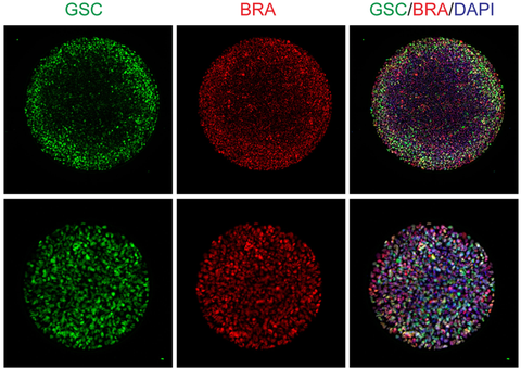 ImageJ开发教程——ROI操作 - 知乎