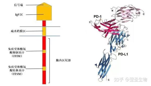 重要免疫检查点：PD-1及其配体 - 知乎