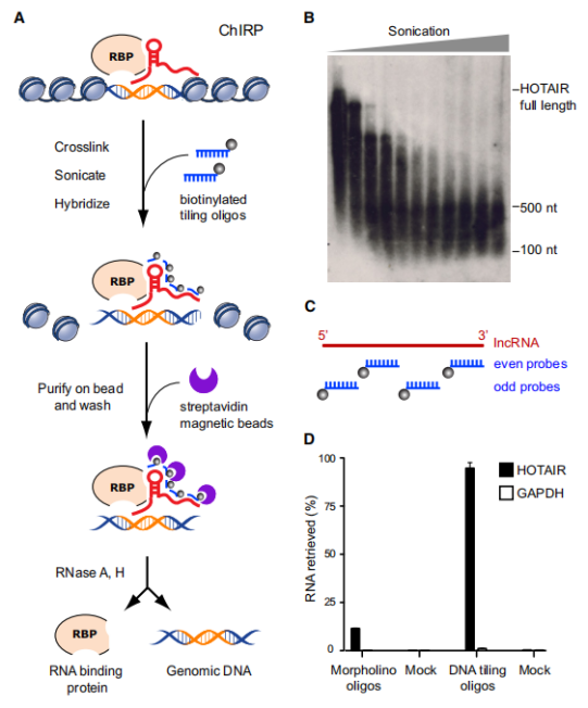 国自然热点：LncRNA的分子机制研究方法 - 知乎