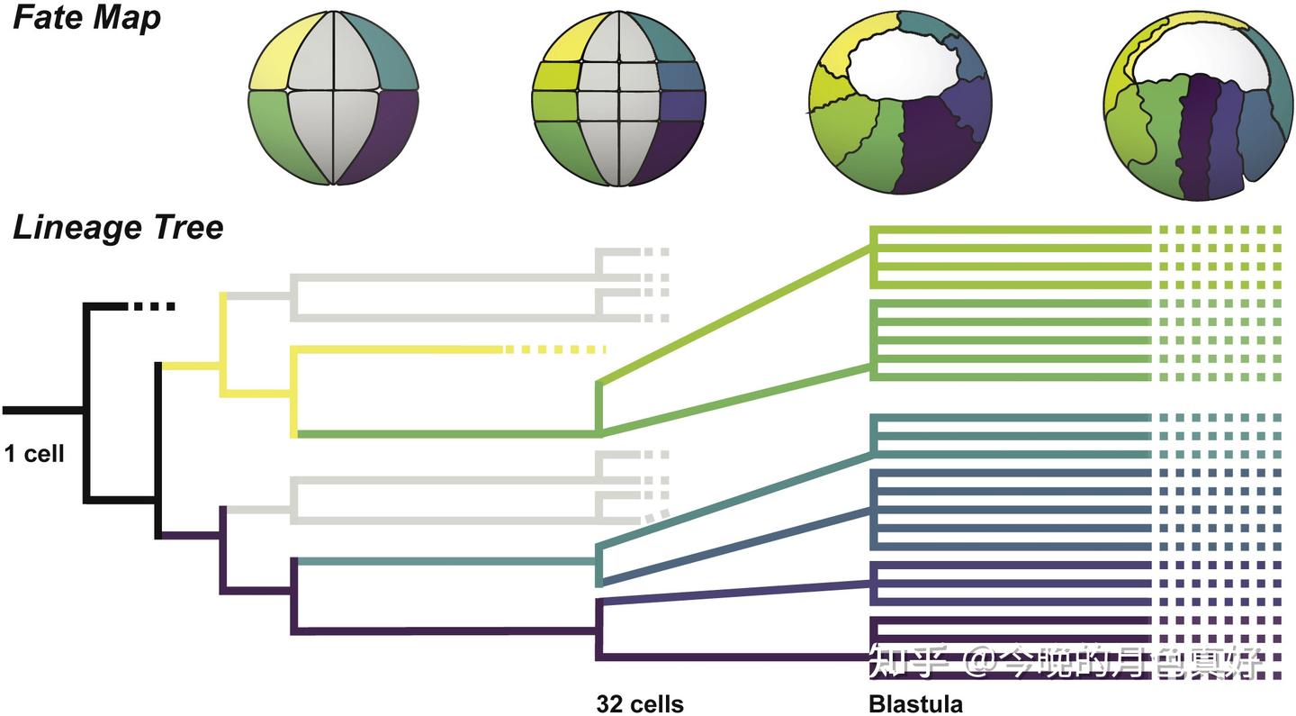Next-Generation Lineage Tracing and Fate Mapping to Interrogate ...