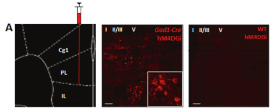 【文献解读】摆脱抑郁！抑制mPFC的GABA能中间神经元让你和抑郁症说再见 - 知乎