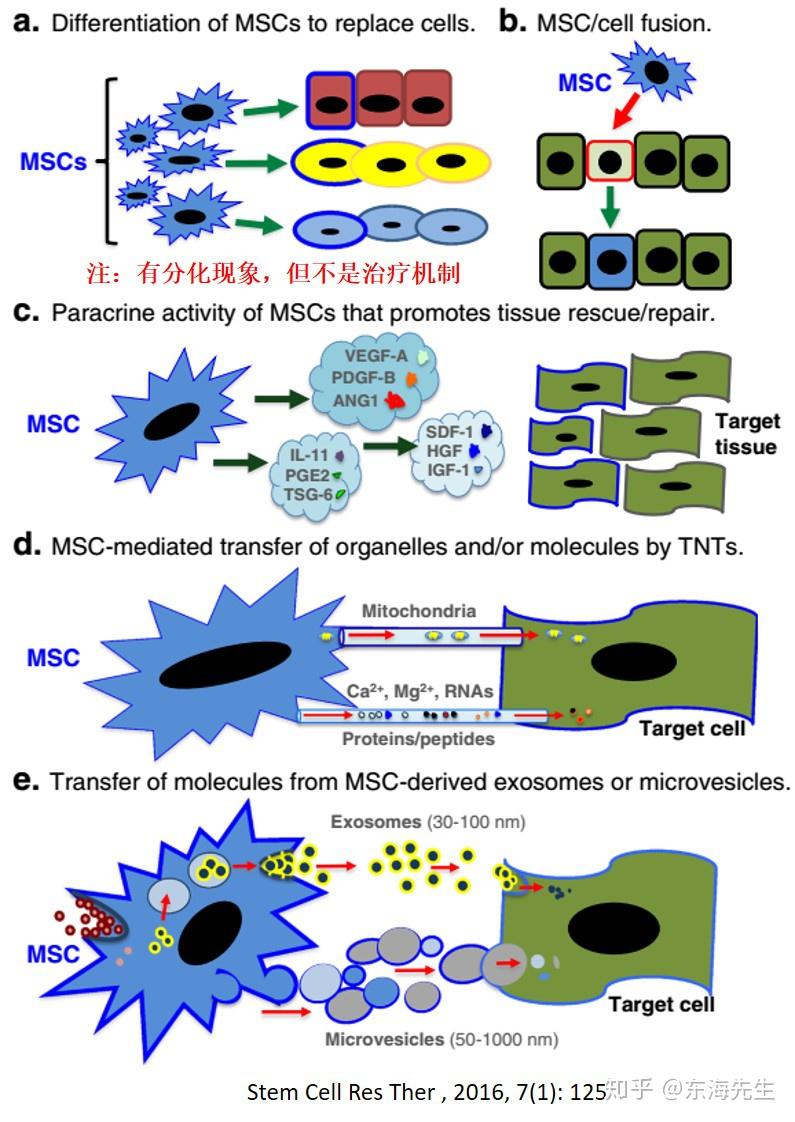 长文分析MSC的功能特性和临床挑战 - 知乎