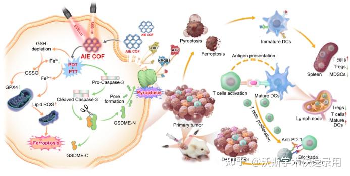 Nature子刊 | 武汉大学/香港科技大学：AIE COF用于诱导焦亡和铁死亡促进抗肿瘤免疫 - 知乎