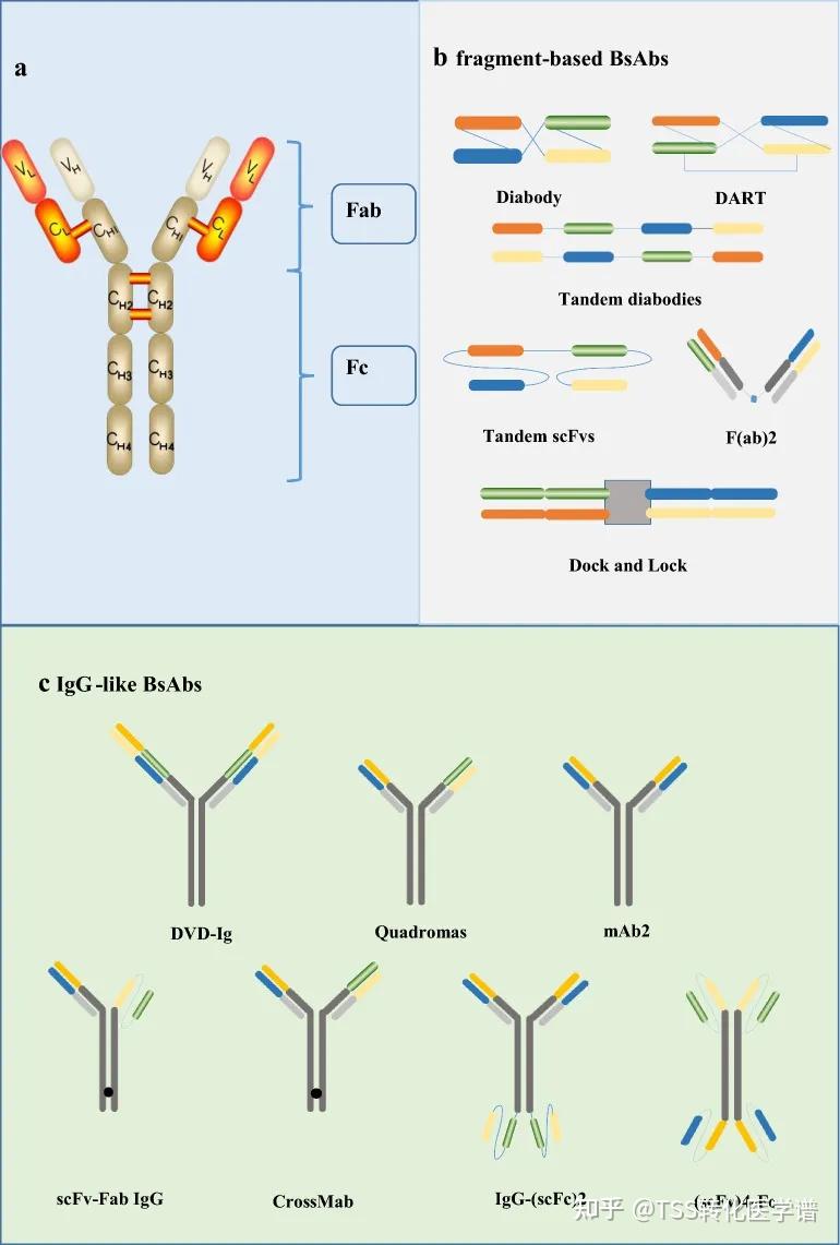 【Front. Immunol.】双特异性抗体超详细的分类及形式 - 知乎