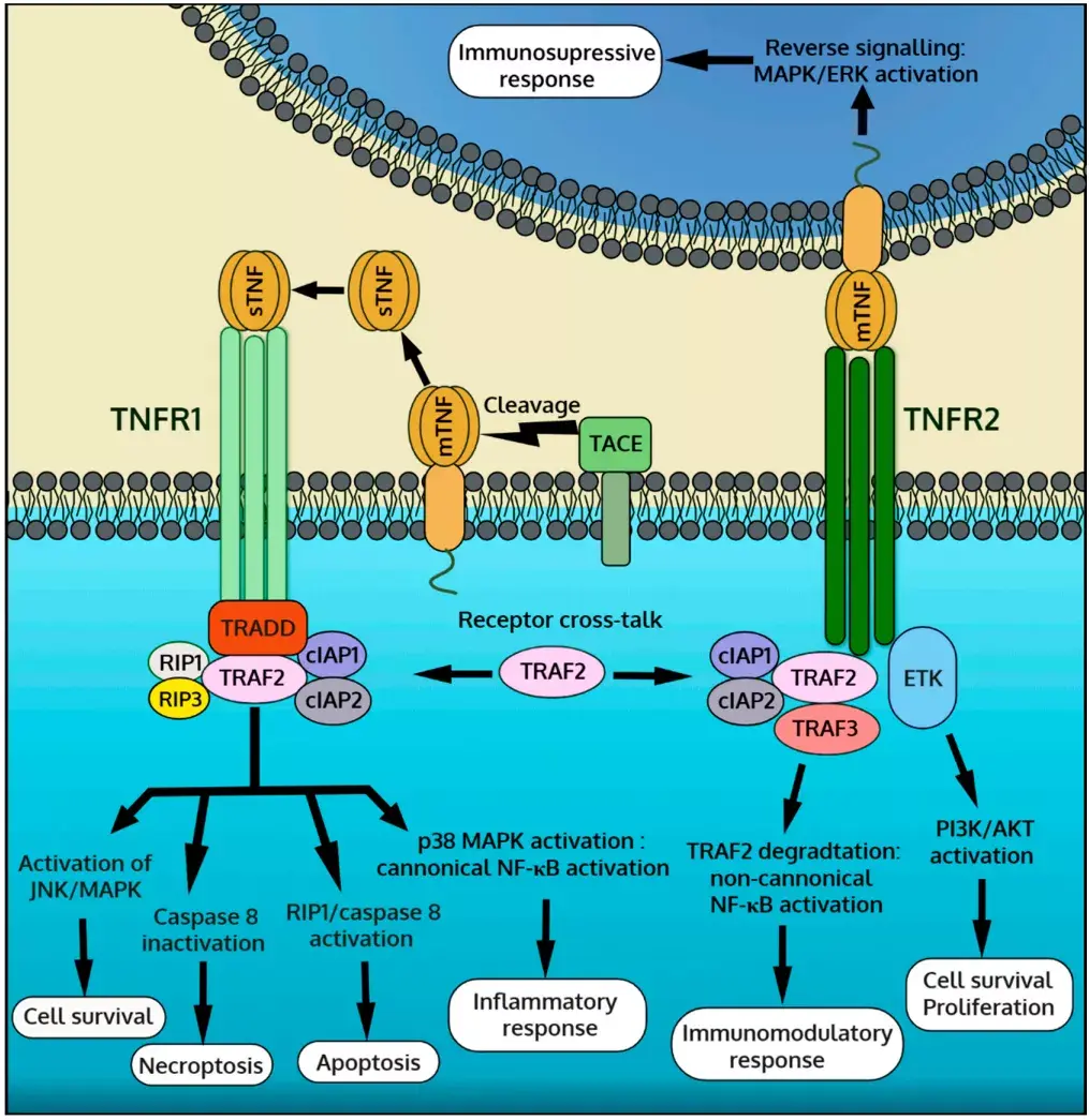 下一代TNF抑制剂 - 知乎