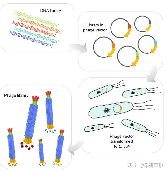 构建可针对任何蛋白质靶标的环肽库（二）——多肽噬菌体展示技术 - 知乎