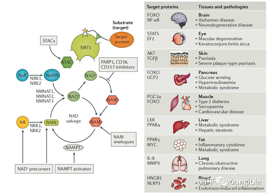 寿命的秘密-长寿基因Sirtuins家族 - 知乎