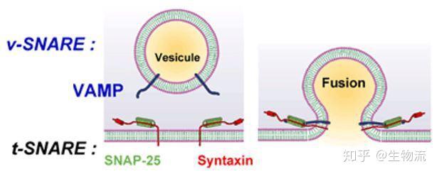 打开膜融合孔的魔法咒语——核心蛋白复合体 - 知乎