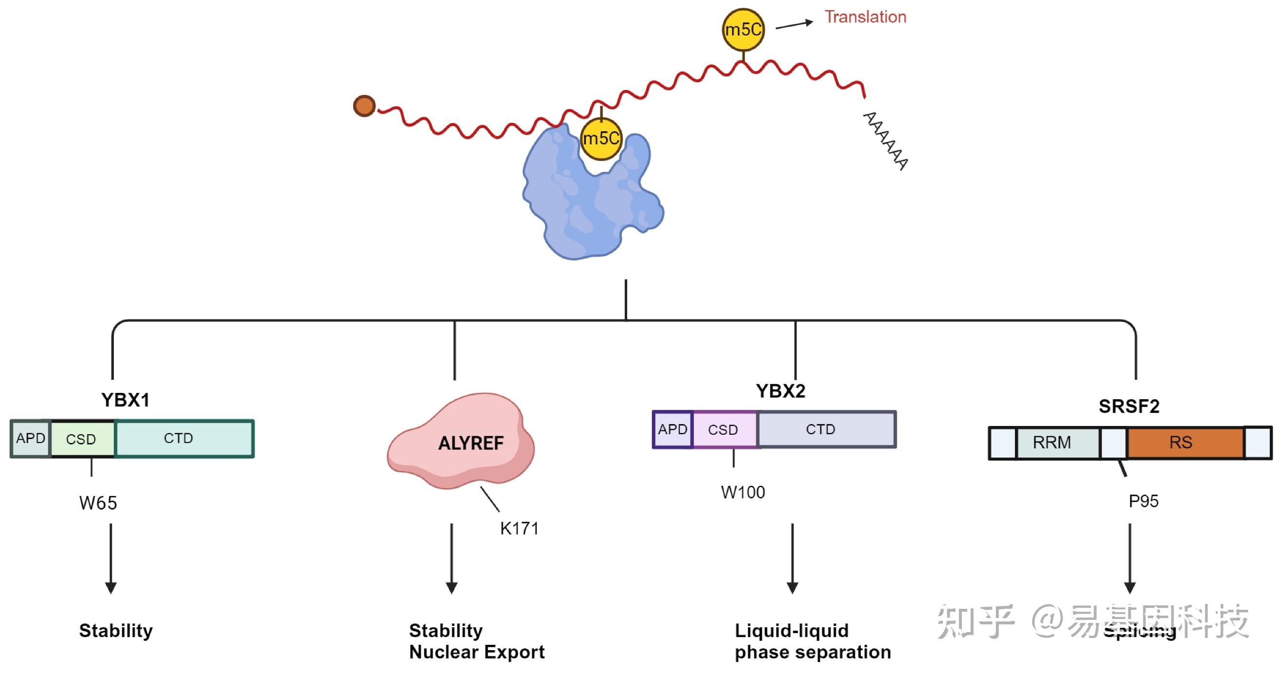 易基因：mRNA m5C修饰的鉴定、效应分子、分子机制及其生理病理功能：深度综述｜Int J Biol Sci - 知乎